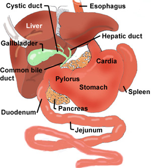 What is cholecystectomy ~ Digestive Diseases