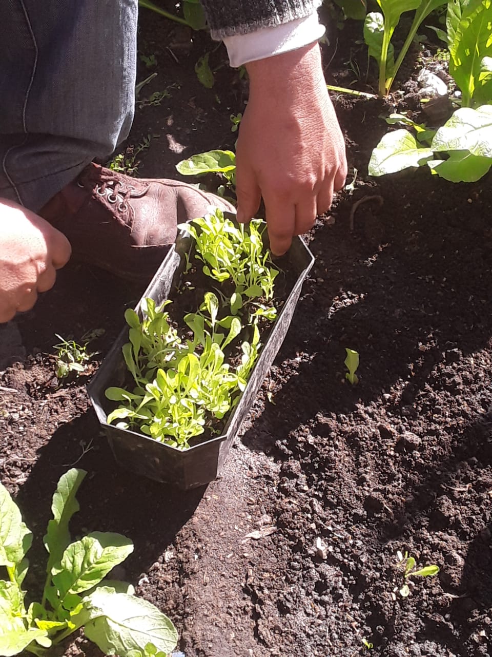 La Escuela Y La Ciencia Siembra Germinación Y Trasplante
