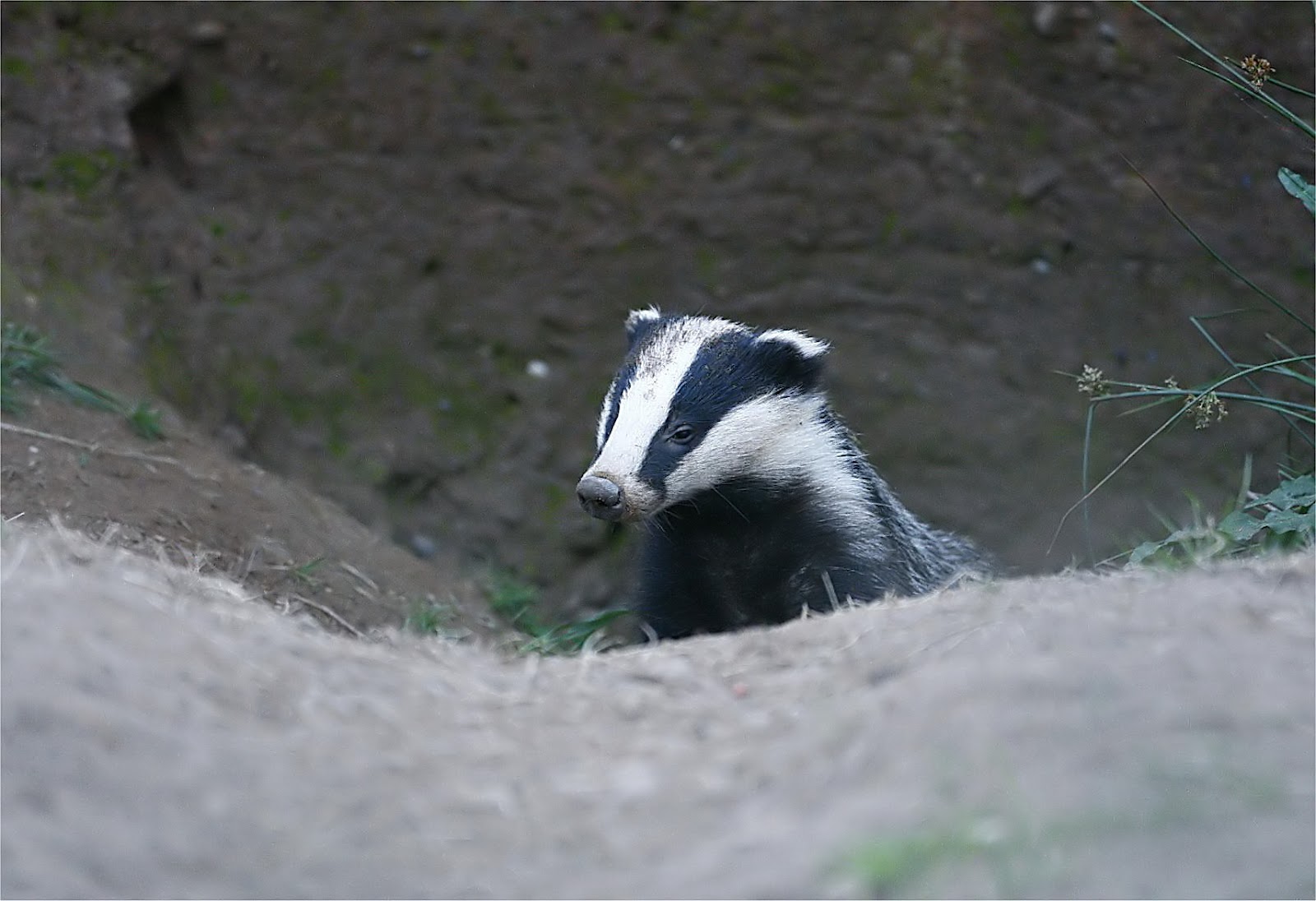 A Walk On The Wildside/Paul Foster.: Badgers at dusk!!