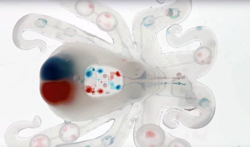 Tecnoneo: Harvard 3D imprime 'Octobot', el primer robot autónomo con la ...