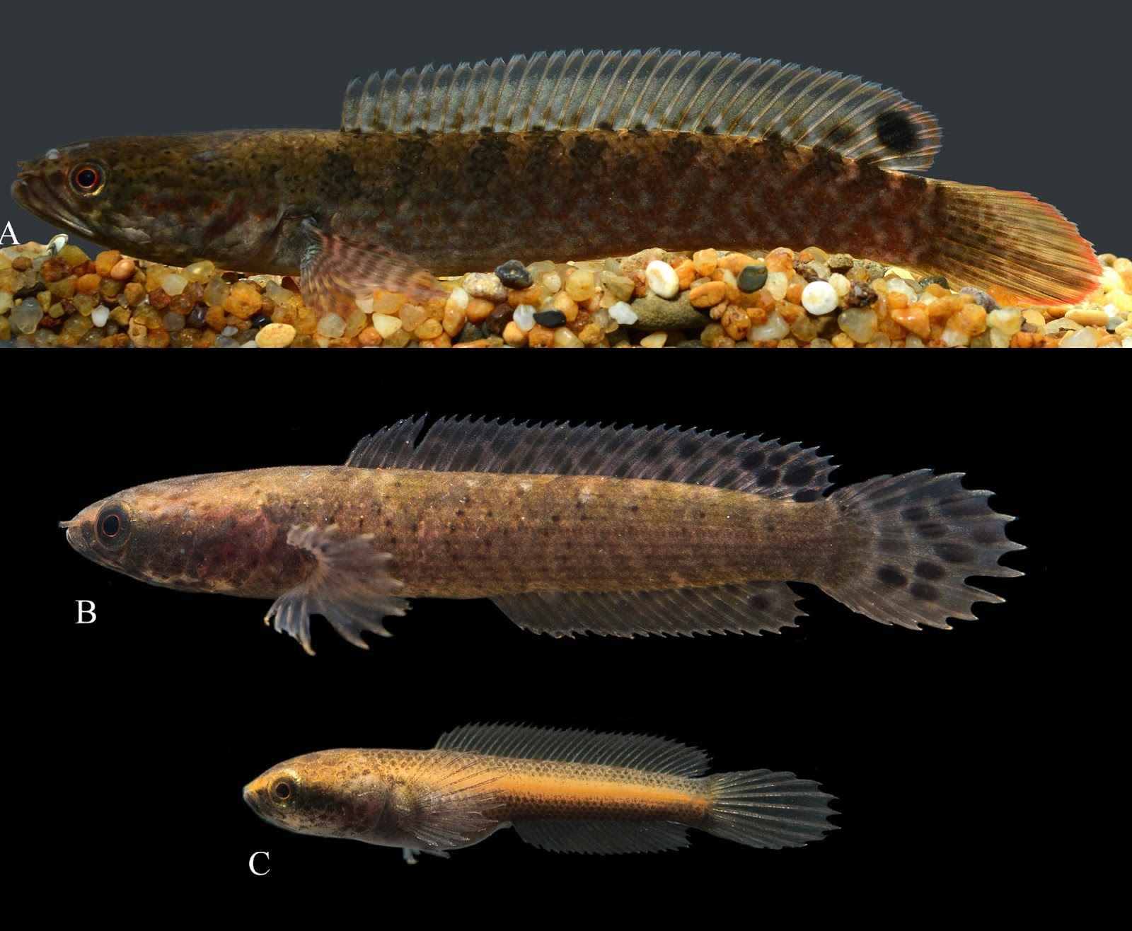 Species New to Science: [Ichthyology • 2019] Channa rara • A New ...