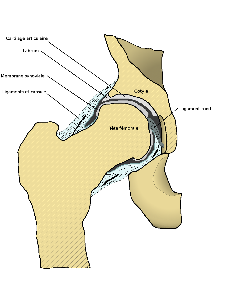 Conflit de Hanche: Qu'est qu'une hanche normale