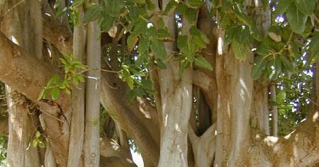 Trees Planet: Ficus benghalensis - Banyan Tree