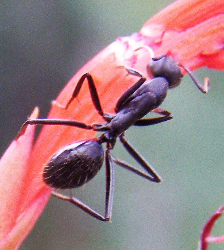 - Ants of Southern Africa -: Ant Catalogue: Southern Africa