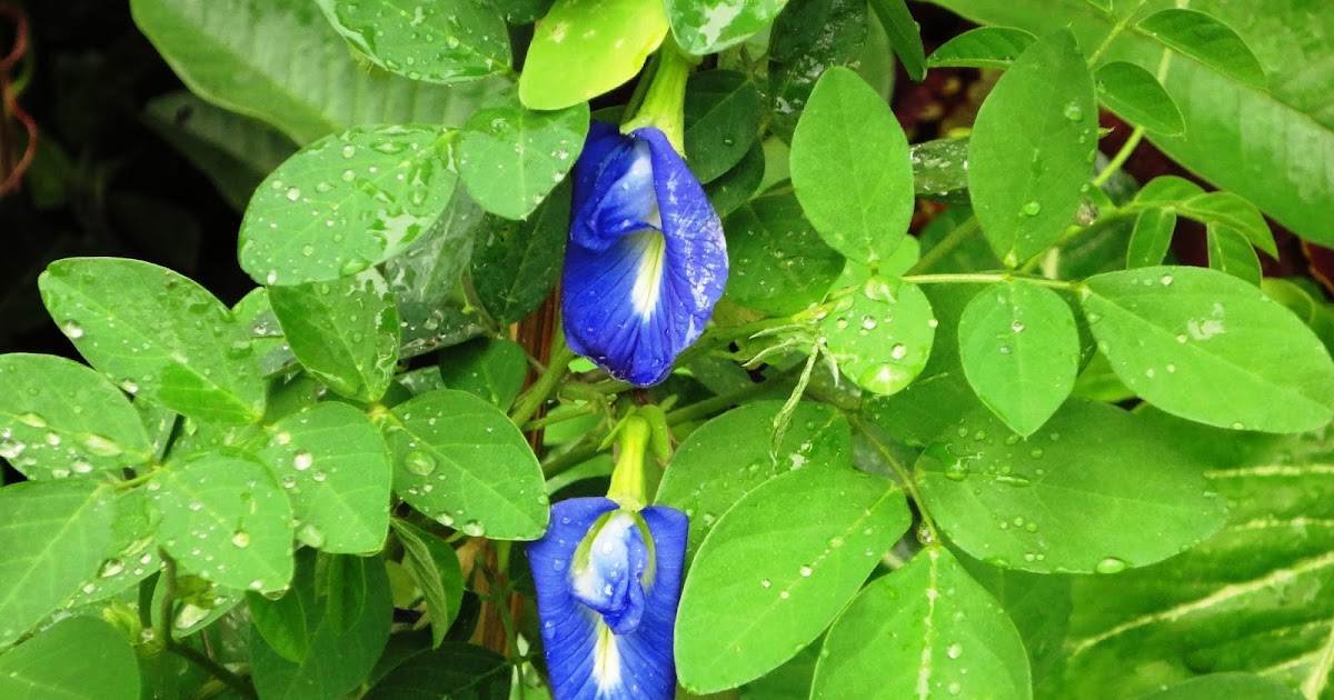 Clitoria Ternatea Leaf