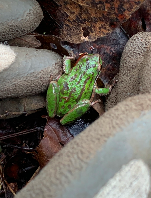 Awesome amphibians: These PNW gems are all around if you know where to ...