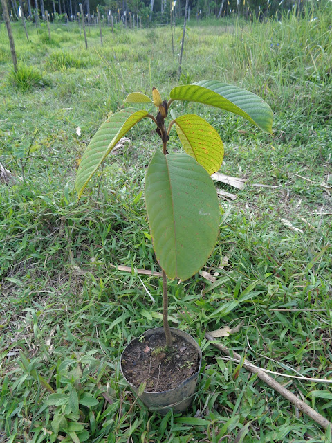 Evergreen Resources Tree Farm: Lauan Tree (Red)