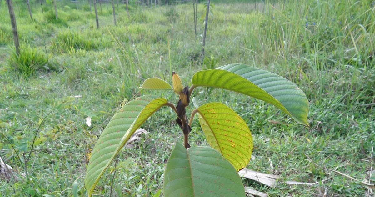Evergreen Resources Tree Farm: Lauan Tree (Red)