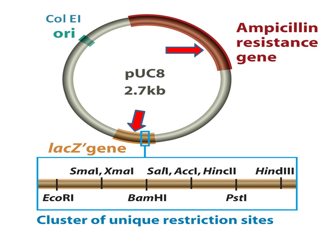 Puc18 Plasmid Map