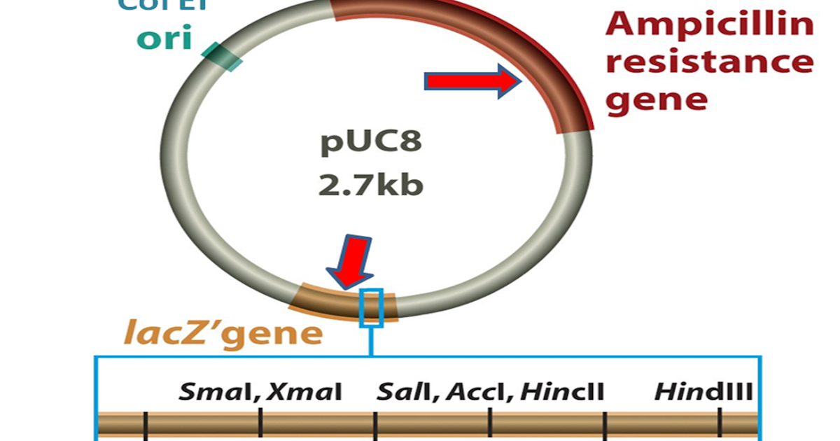 pUC Vector: Features, Selectable markers, Blue White Screening for ...