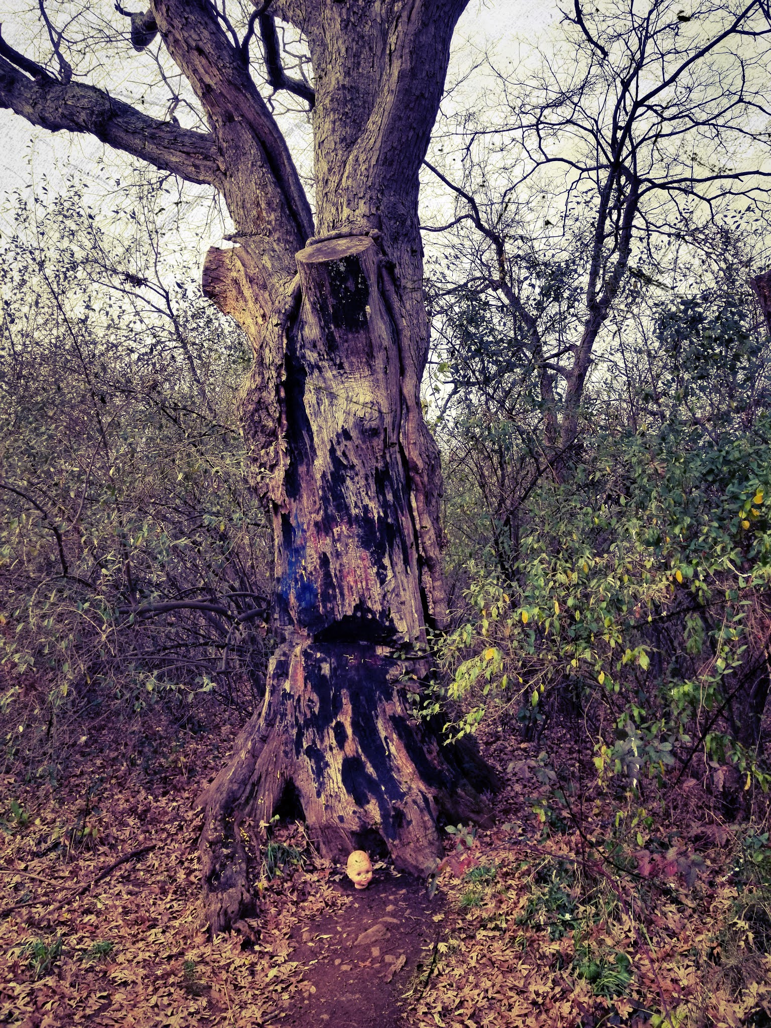 Abandoned, Roadside and Historic: The Devil's Tree, Bernards Township ...