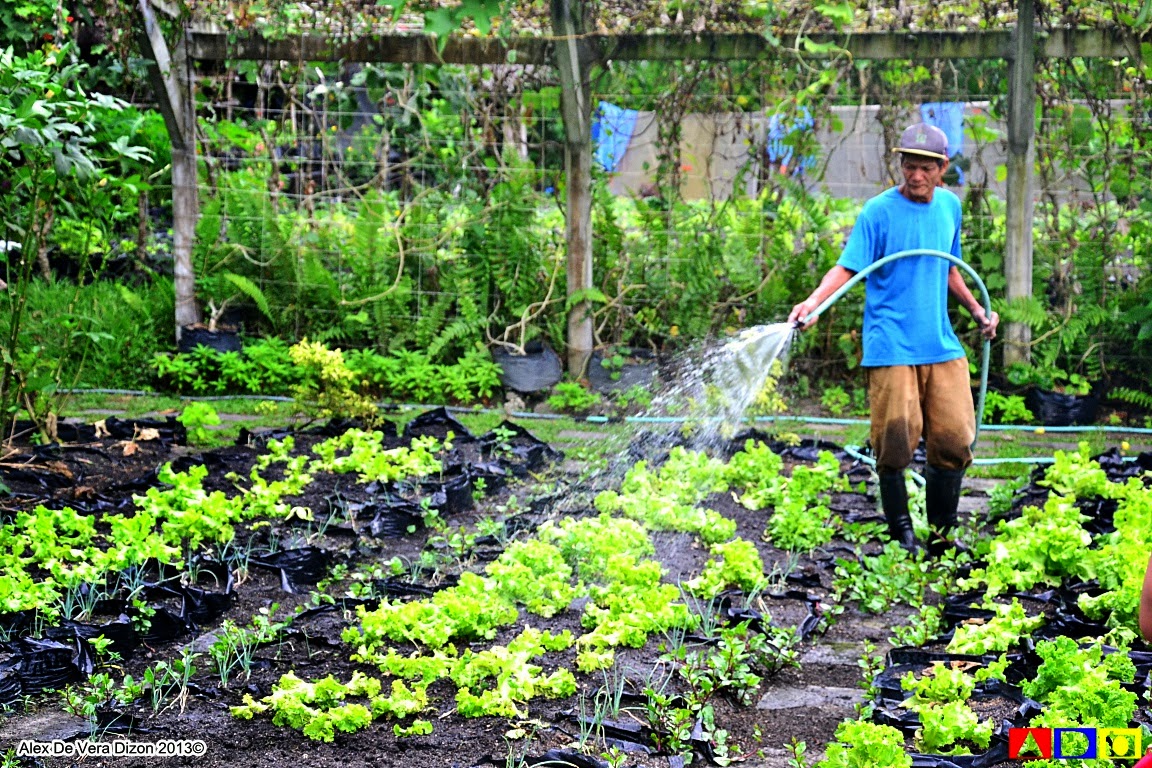 Negros Occidental: An Experience in the Organic Agriculture Capital of ...