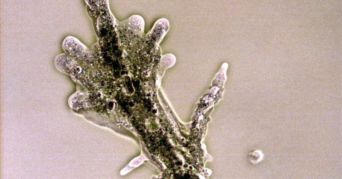 Nature and Biology Node: Bacteria That Attack and Live Inside Amoebas