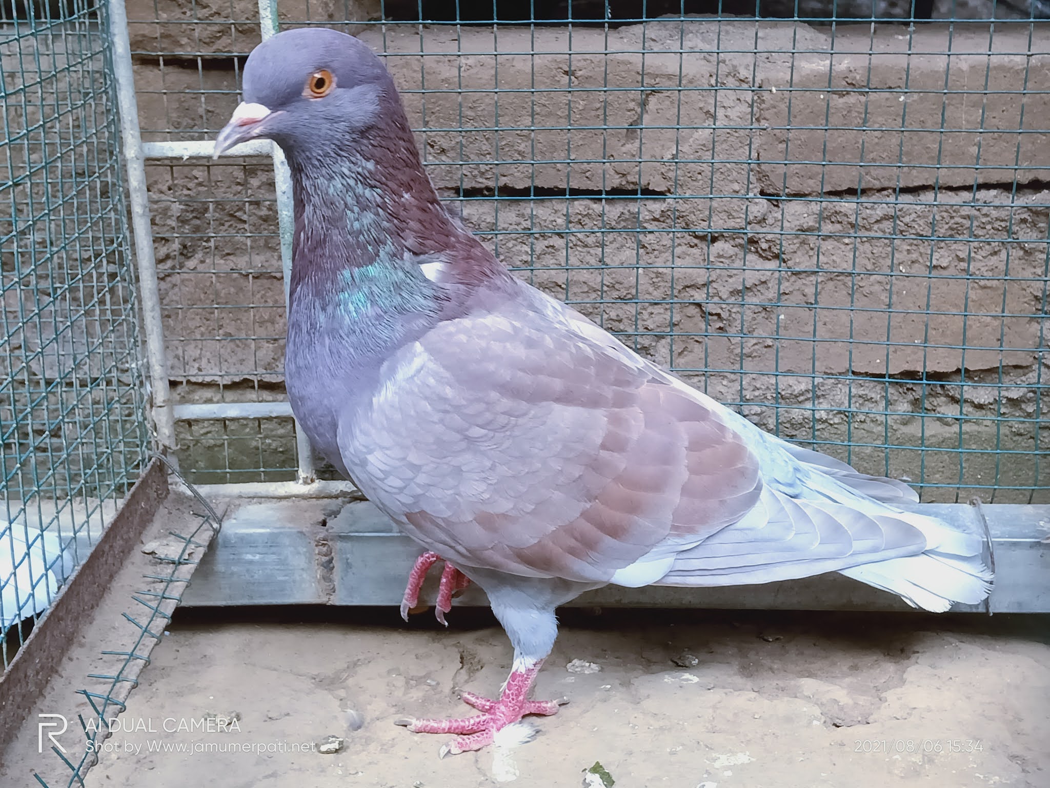 Merpati kolong, Merpati Tinggian, Merpati Tomprang, Merpati Kentong