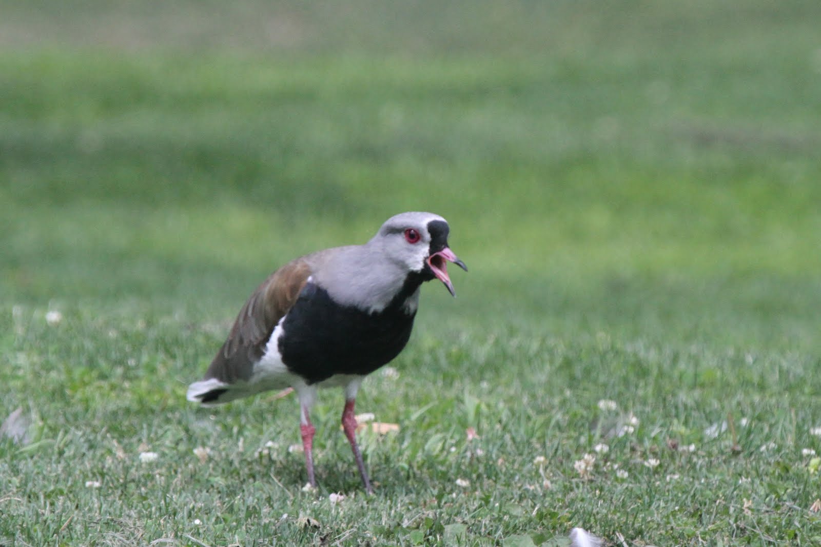 geno's blog: Birds of Bariloche