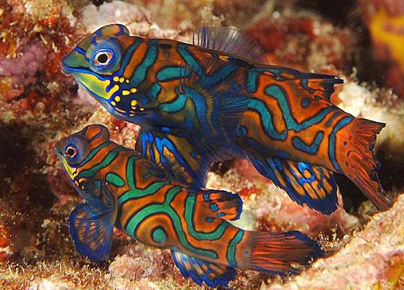 Marine Life: Mandarin Fish