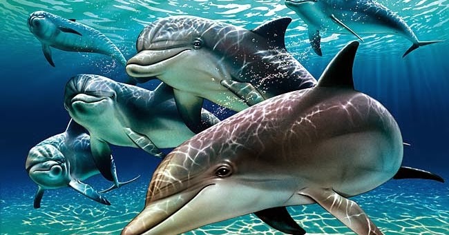 Bagaimana Cara Ikan Mamalia Menyusui di Dalam Laut? | Belajar Sampai Mati