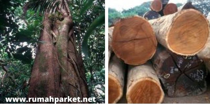 Ini Dia Jenis-jenis Kayu Terbaik Untuk Furniture - RUMAH PARKET