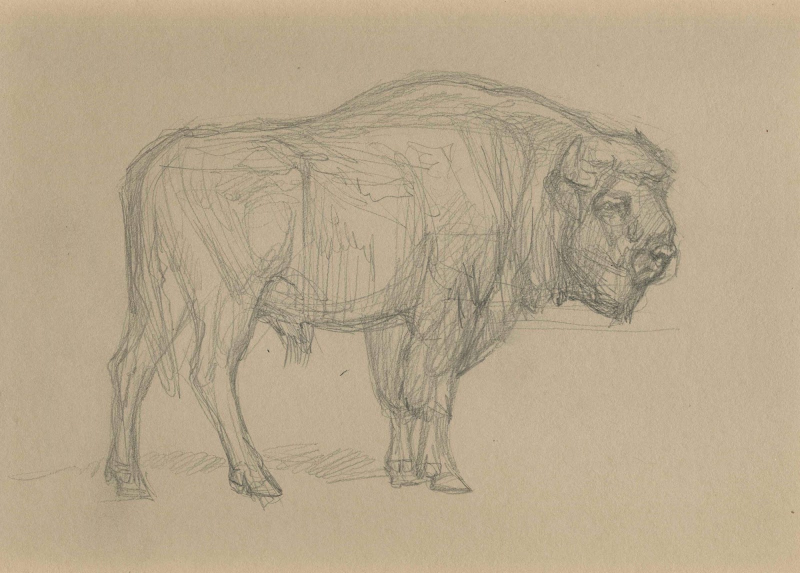 Europen bison study