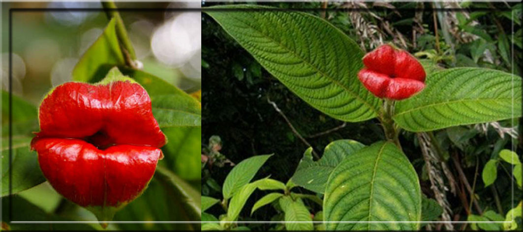 Bunga Bibir Pelacur | Berita Update Terkini 2013