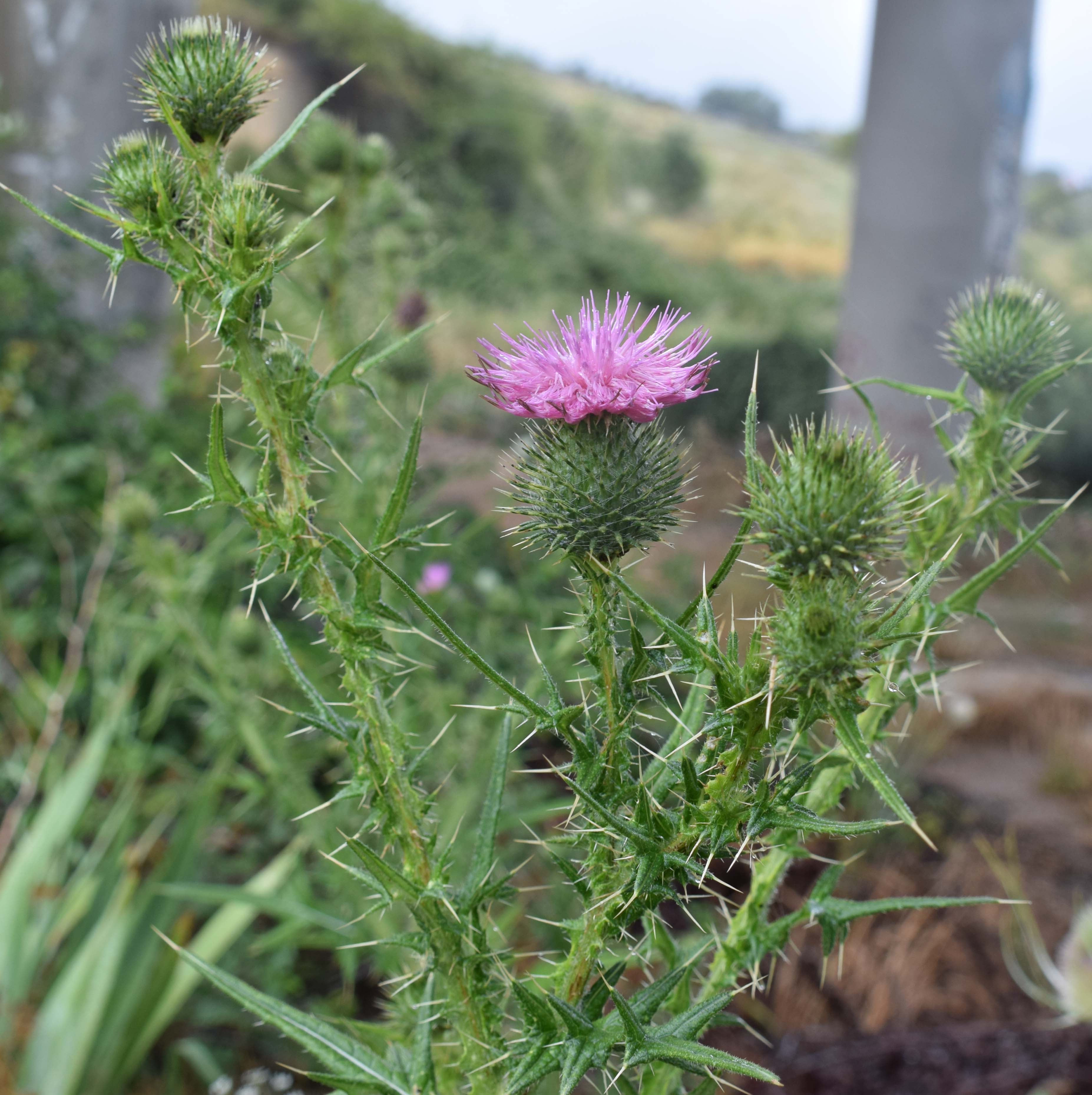 Cirsium vulgare