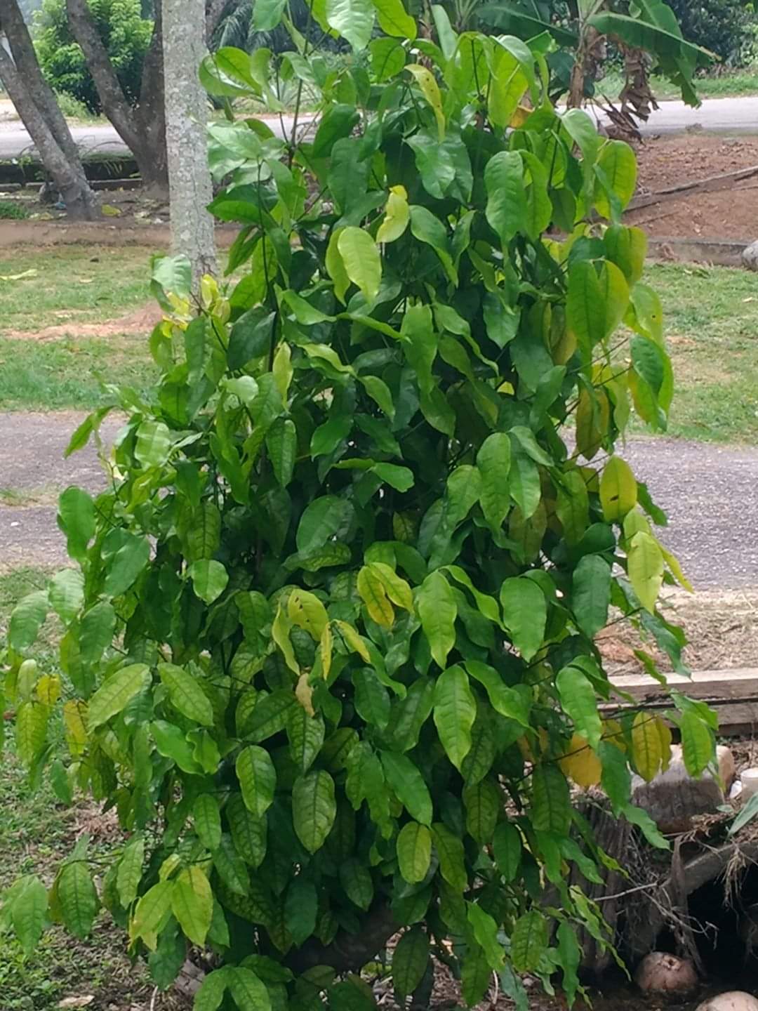 Puteh Dandelion: POKOK BELINJAU @ MELINJAU - GNETUM GNEMON