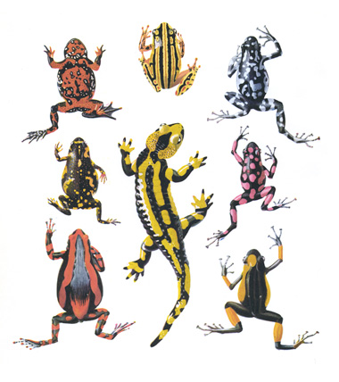 C A M O U P E D I A: Isla Forsyth on Camoufleur Hugh B. Cott