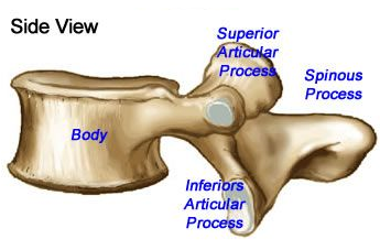 Identify Vertebra in the Vertebral column