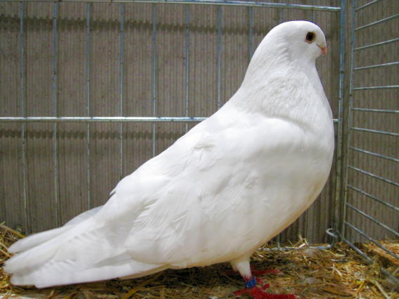 Syrian swift pigeons - Pigeons fall