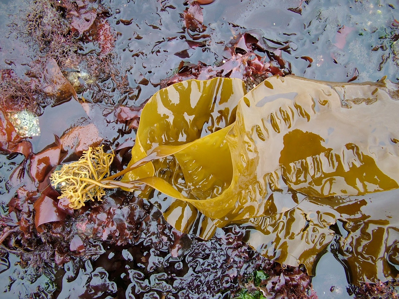 Buzz's Marine Life of Puget Sound: May 27, 2013
