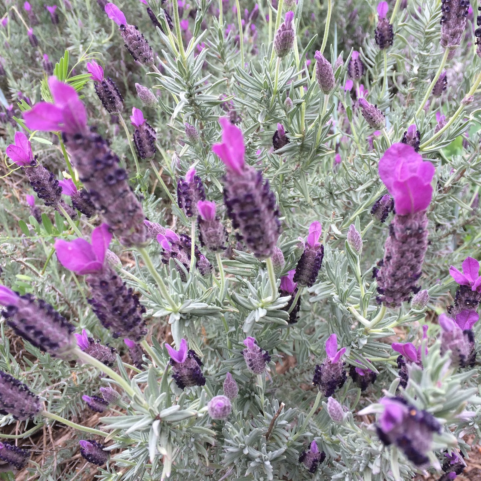 A Virginia Woolf Herbarium: #57 Lavender