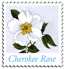 Peggy's Ponderings~: The Legend Of The Cherokee Rose