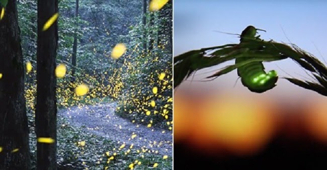 The World’s Fireflies Are Disappearing Because Too Many Lights Are ...