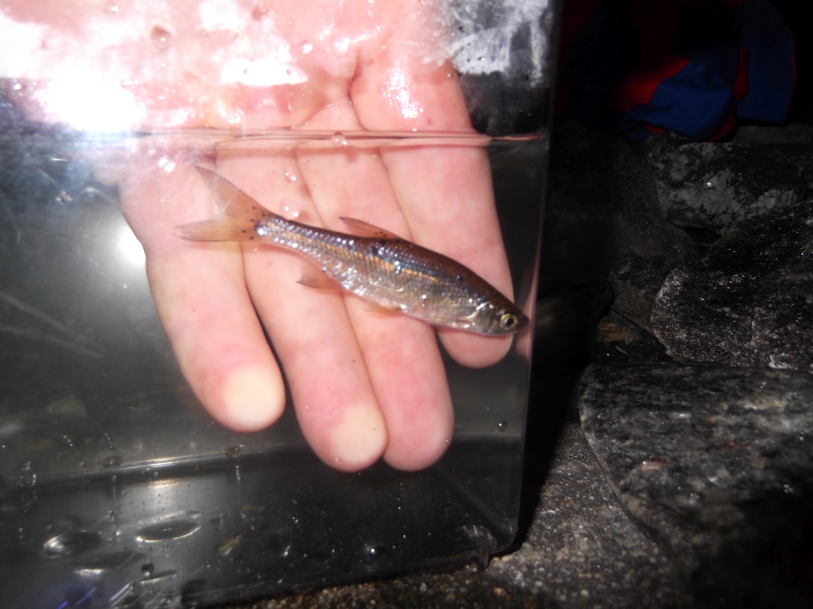 2012 Fish Big Year: Backtracking...