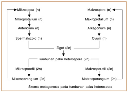 TEST KINGDOM PLANTAE 01 - Biology Page