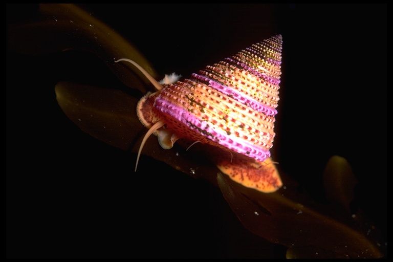 Real Monstrosities: Jeweled Top Snail