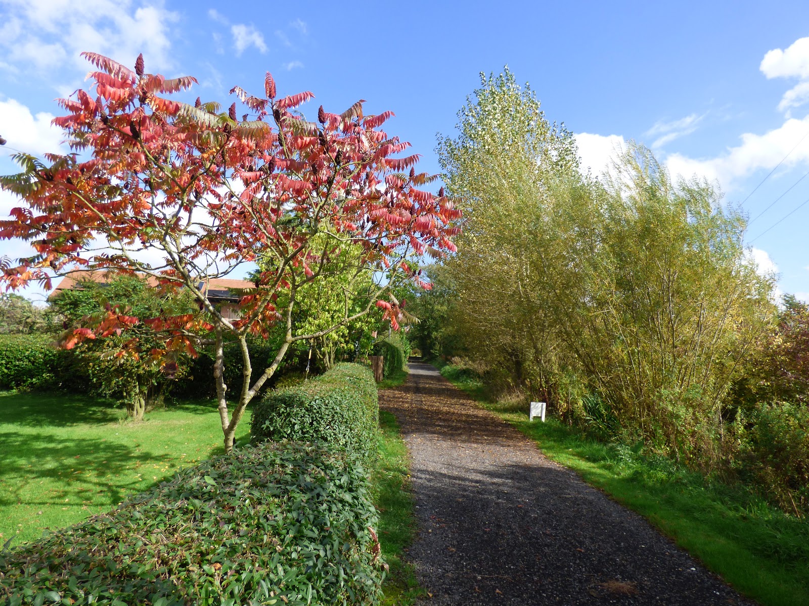 My Quiet Life in Suffolk: Down the Lane Again and onto the Meadow