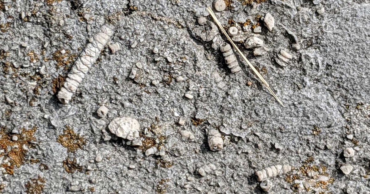 Louisville Fossils and Beyond: Fossils on the Family Grave Marker
