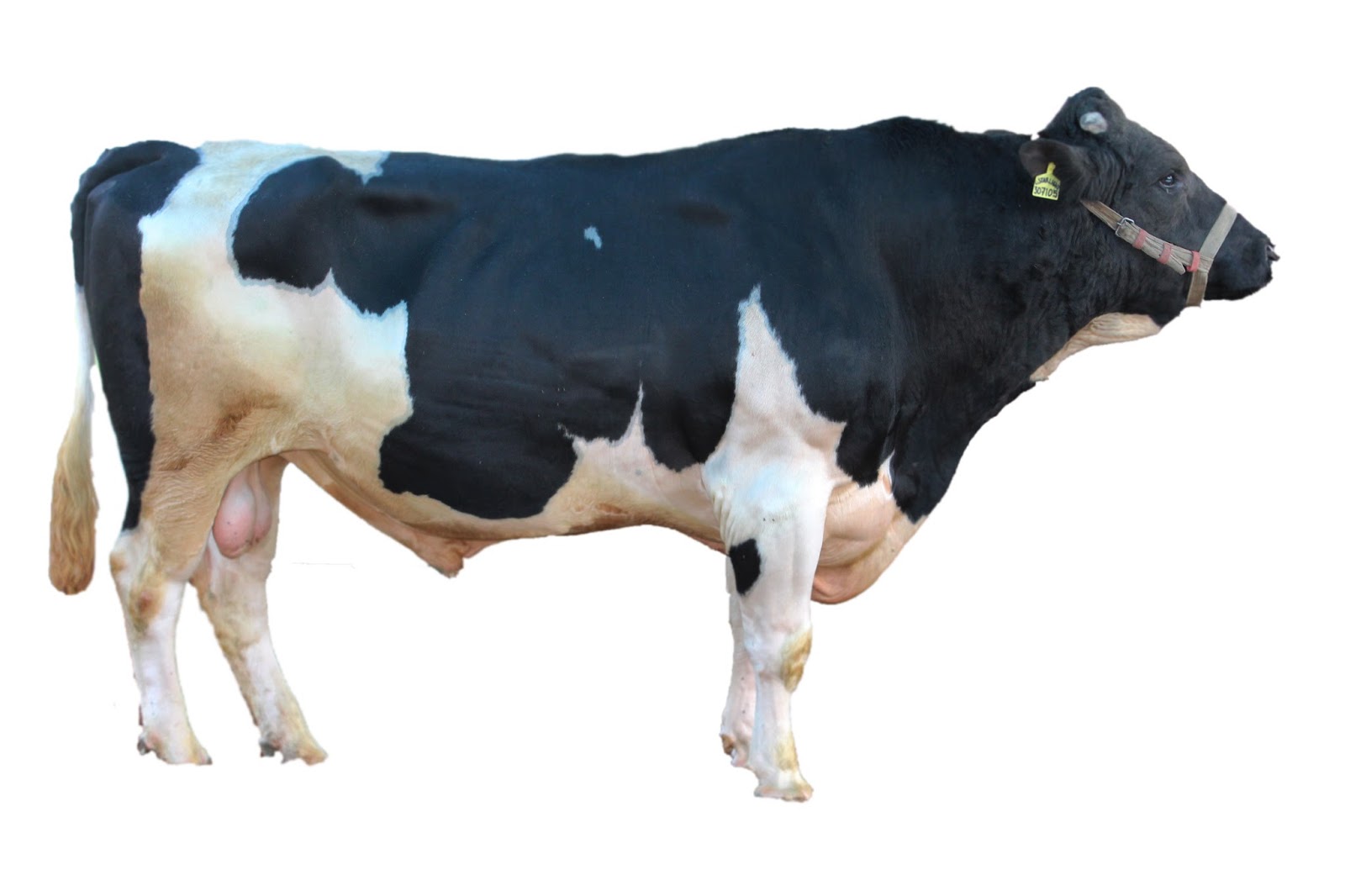 Jenis-jenis sapi,Keunggulan Jenis sapi dan kekurangannya. - farmingcenter