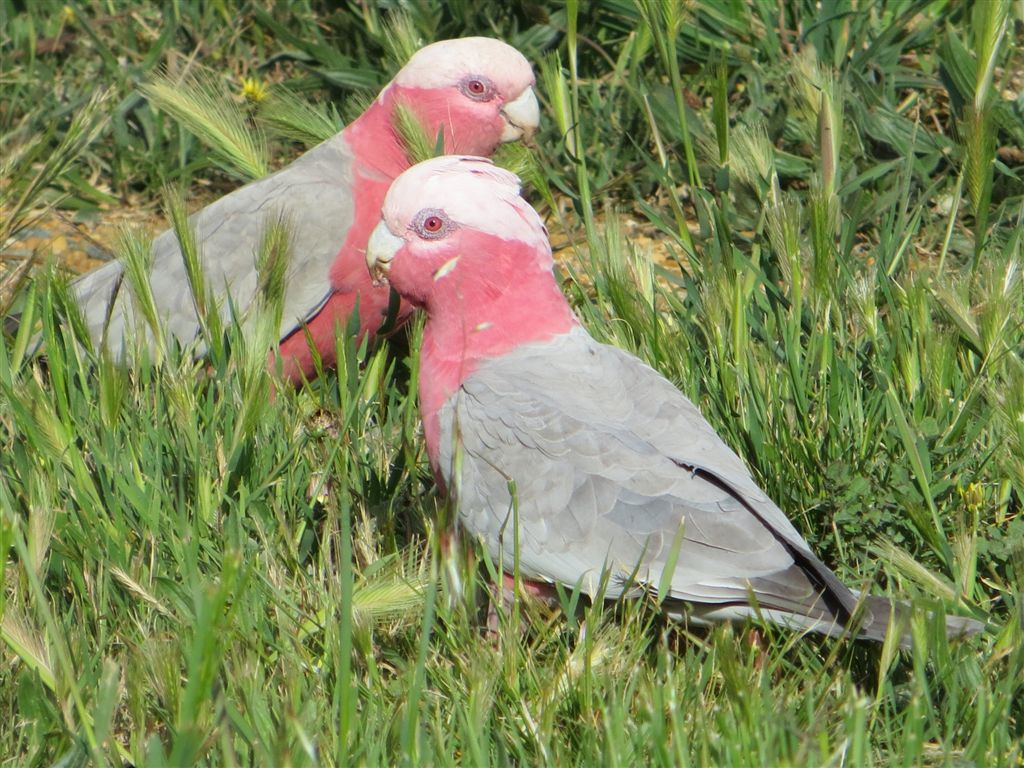 Majura birds: Galah