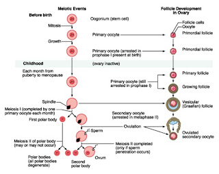 Science Info Corner: Spermatogenesis and Oogenesis
