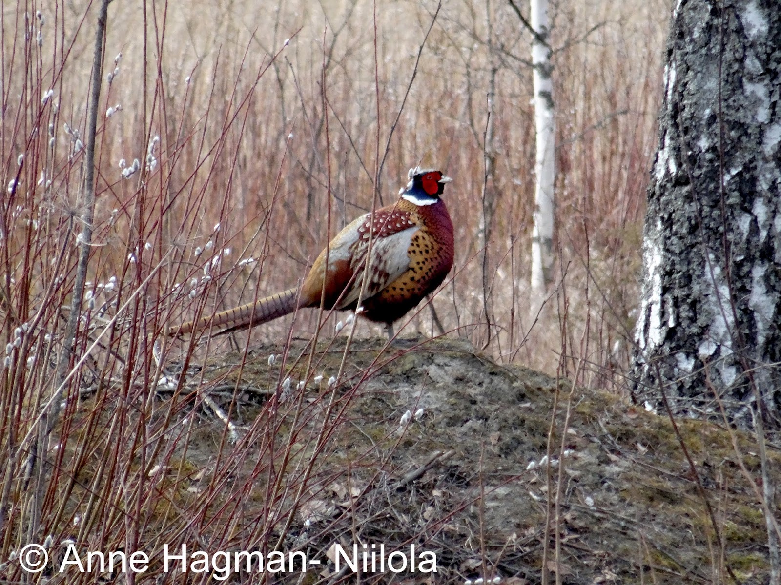 ANNEN LUONTOPÄIVÄKIRJA nature diary: FASAANI The common pheasant ...