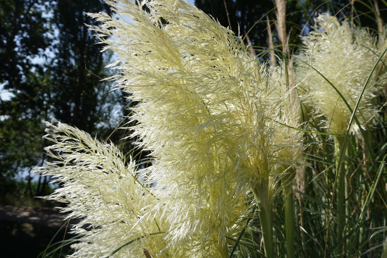 Plantas de Huerta Otea, Salamanca: Cortadera, plumero (Cortaderia selloana)