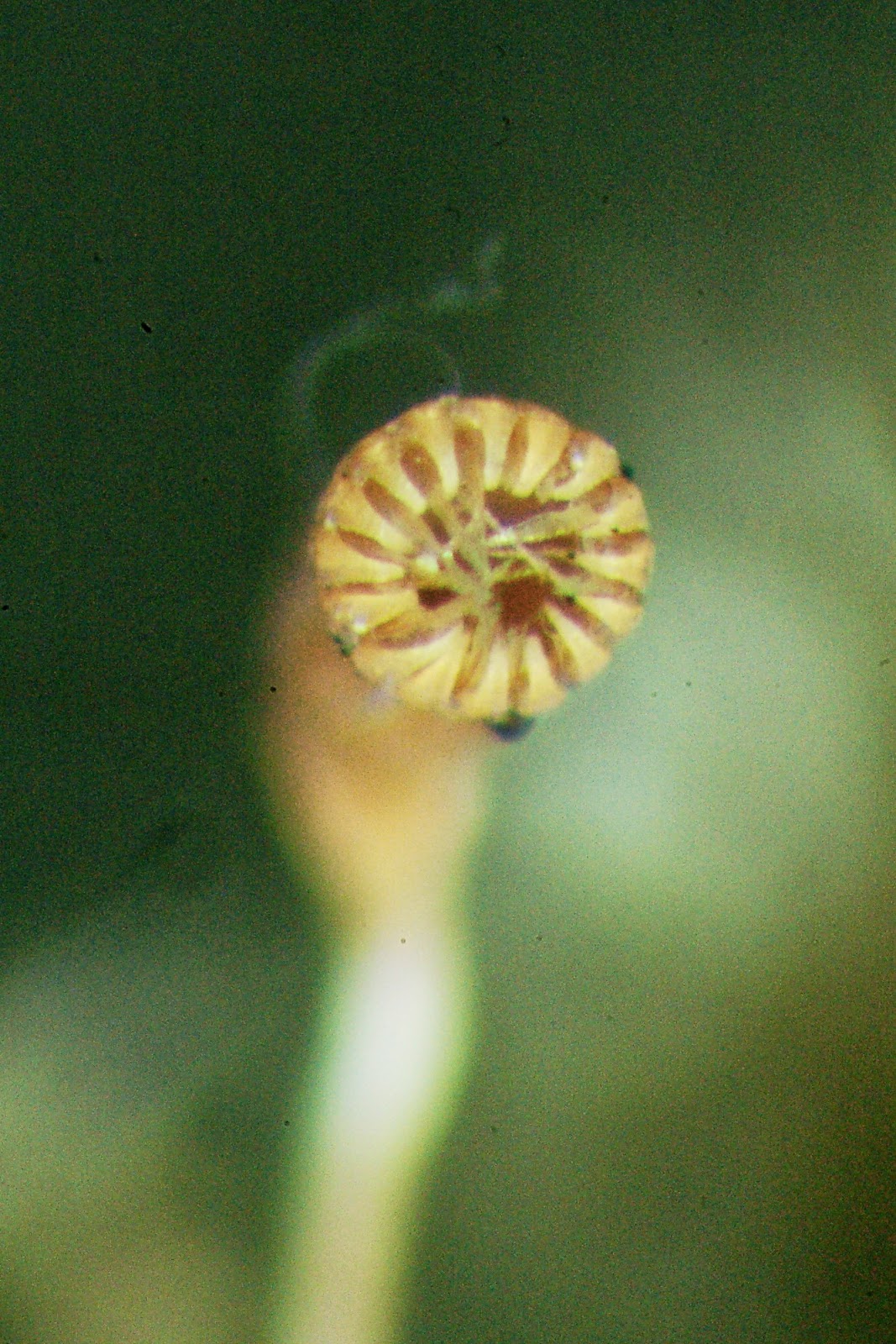 Botany Professor: Mosses of Central Florida 4. Isopterygium tenerum