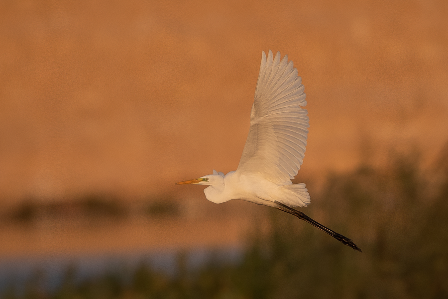 Birds of Saudi Arabia: Plenty of duck on the lake – Dhahran Hills