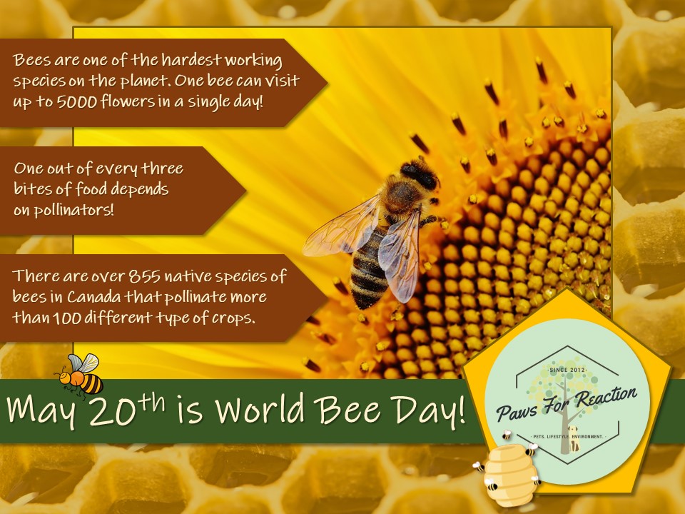 May 20 is World Bee Day: How you can protect the bees | Paws for Reaction