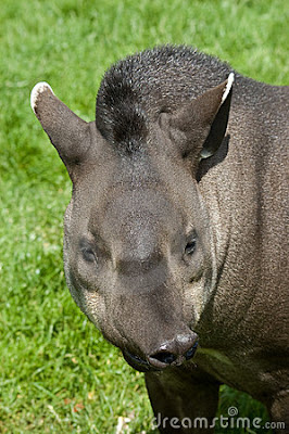 Funny Pics: Funny Tapir Pics
