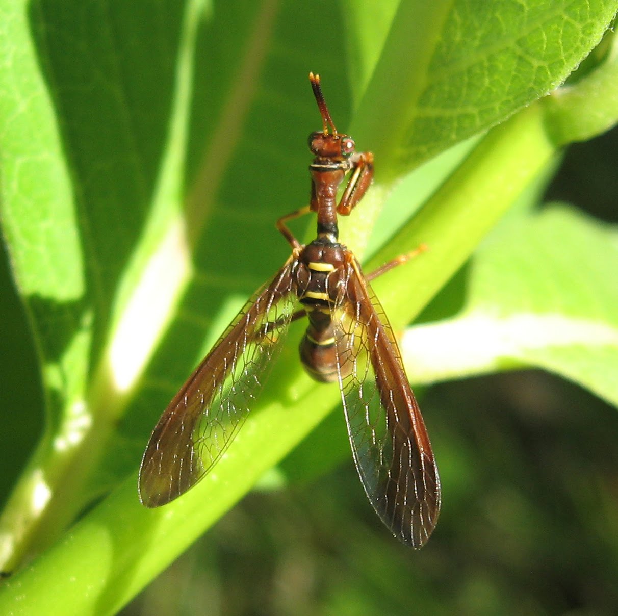 Tangled Web: Mantidfly, Antlion, Fishfly, Lacewing and Dobsonfly ...