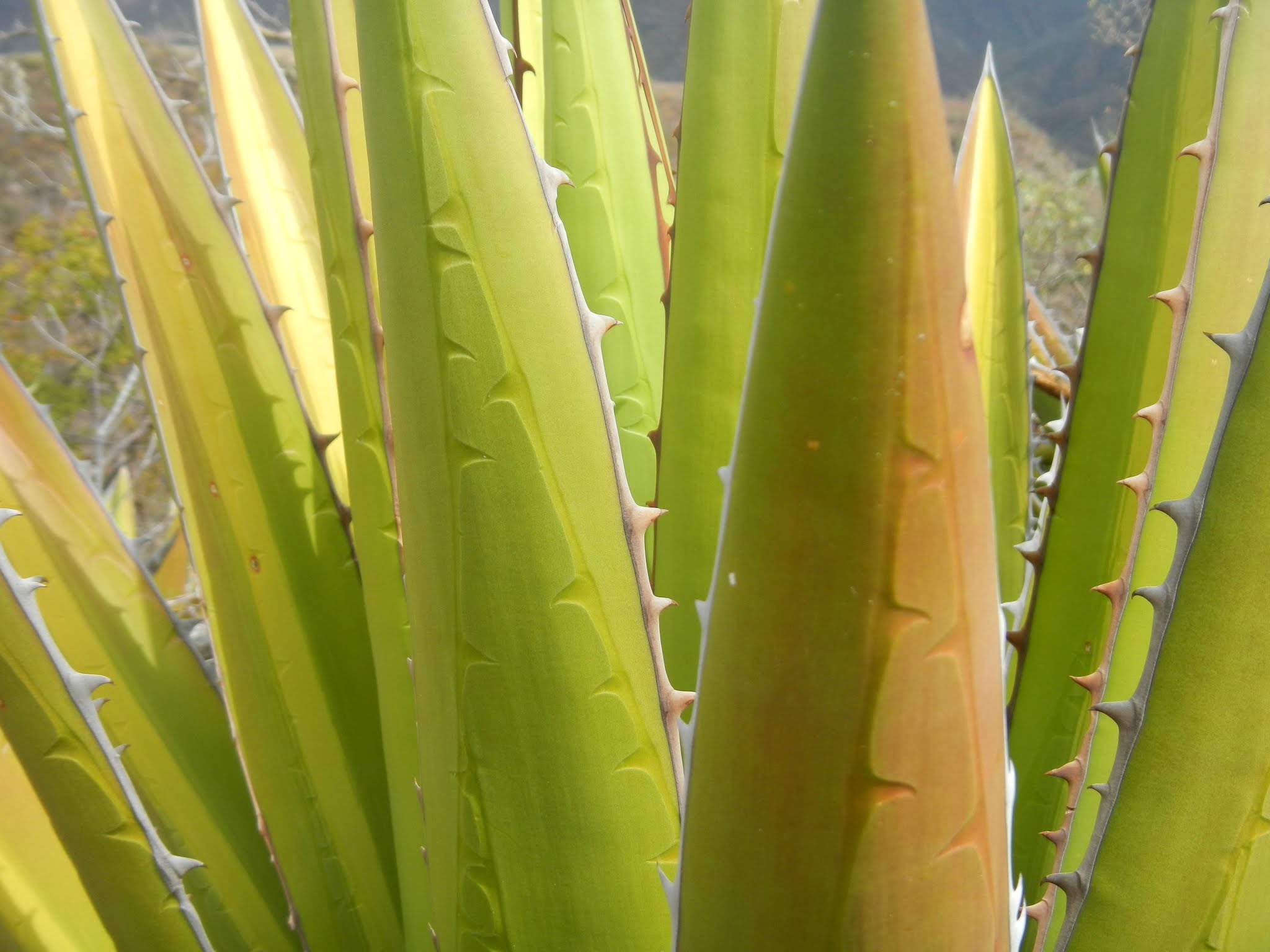 Mezcal 101 : A Beginner's Guide to Understanding Mezcal