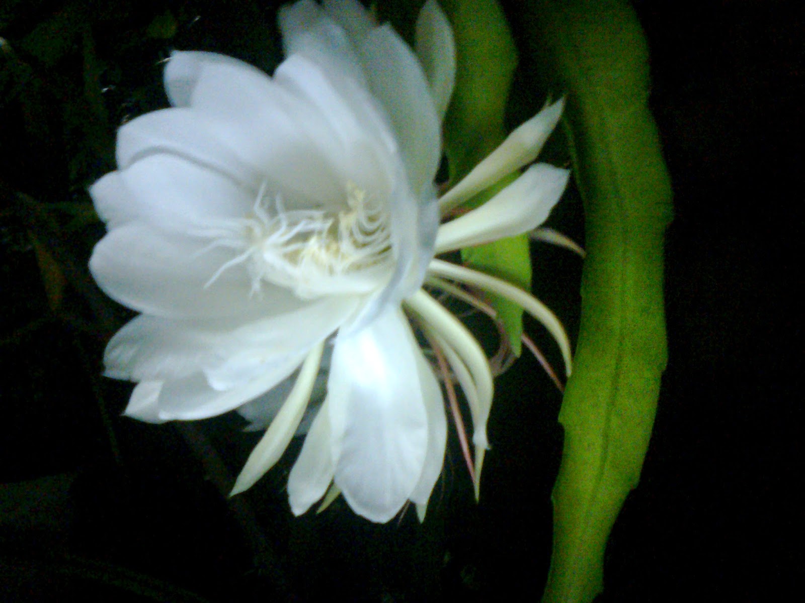 Through A Looking Glass: Photographing The King of Himalayan Flowers